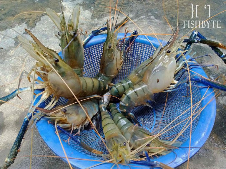 The magnificent Macrobrachium rosenbergii: giant freshwater prawn ...